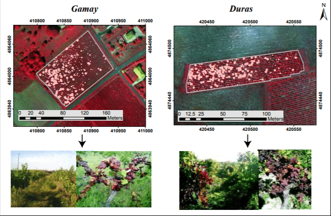 Detection of diseases and pests in agriculture - Agrosolutions